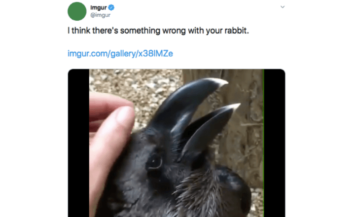 "Rabbit or Raven" Is The Newest Optical Illusion That Social Media Is ...