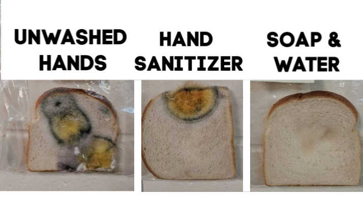 Moldy Bread Experiment Dirty Hands