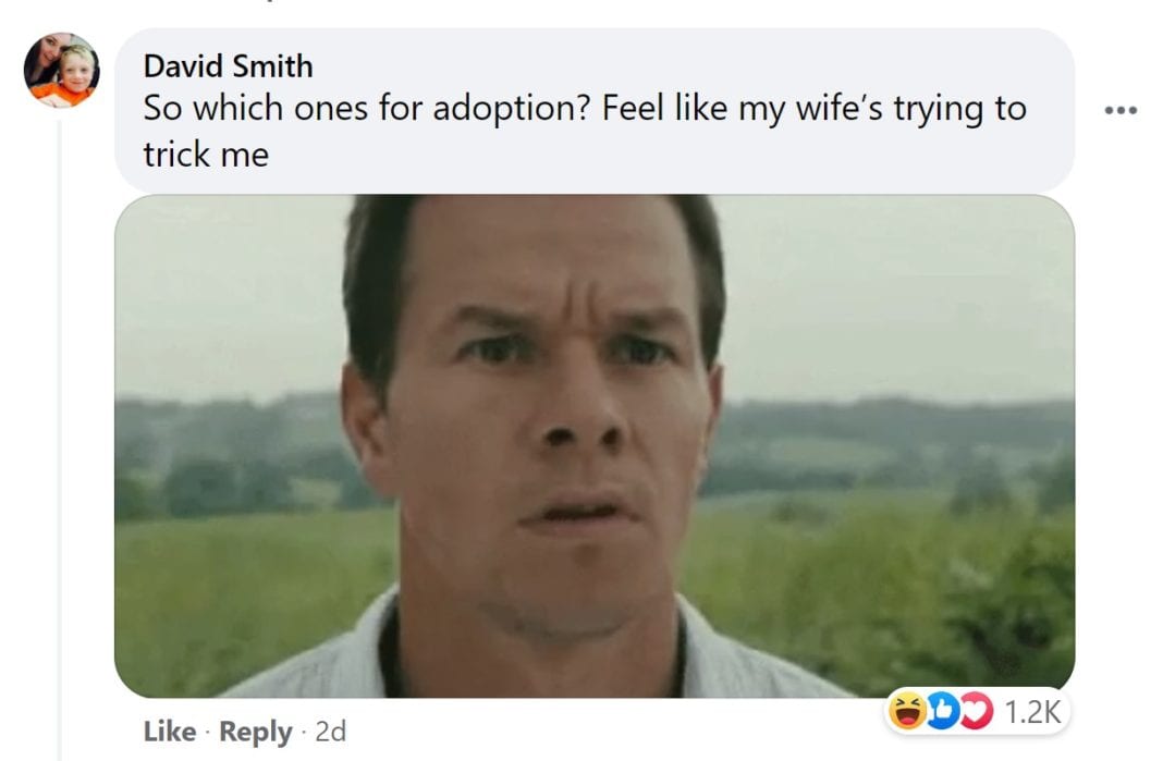 Shelter's FB Photo Of Husky Sparks Hilarious Comments & Inquiries. But ...